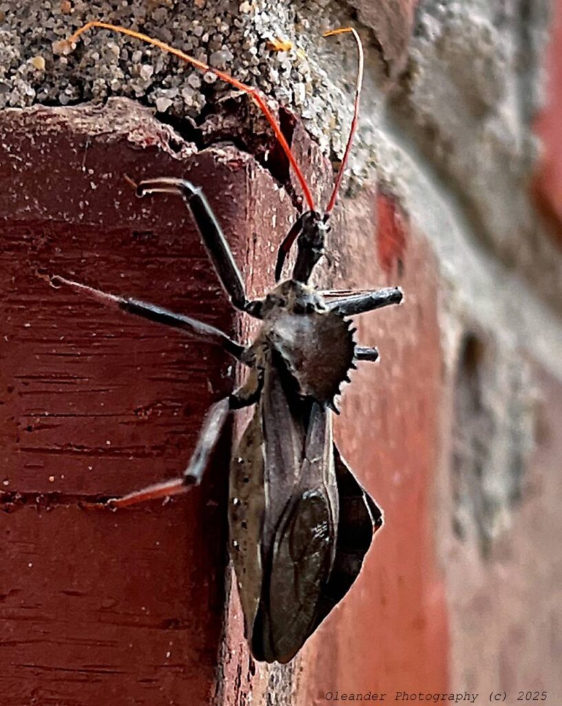 Toxicology Answer: the Assassin Bug - ACEP Now